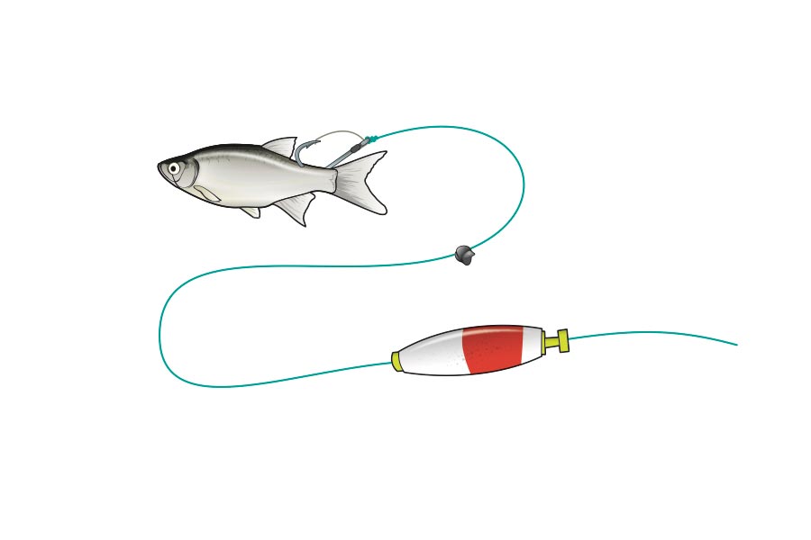 15 Bait Rigs That Will Catch Any Fish Anywhere