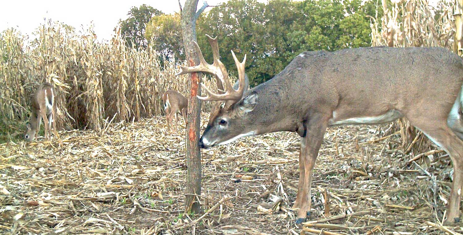 How to Hunt Buck Rub Lines, Tips from the Deer Hunter Who First ...