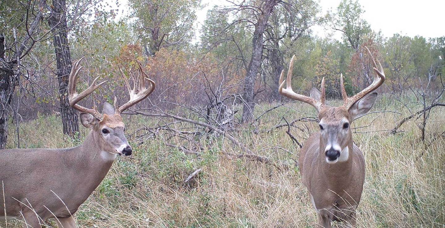 How to Hunt Buck Rub Lines, Tips from the Deer Hunter Who First ...