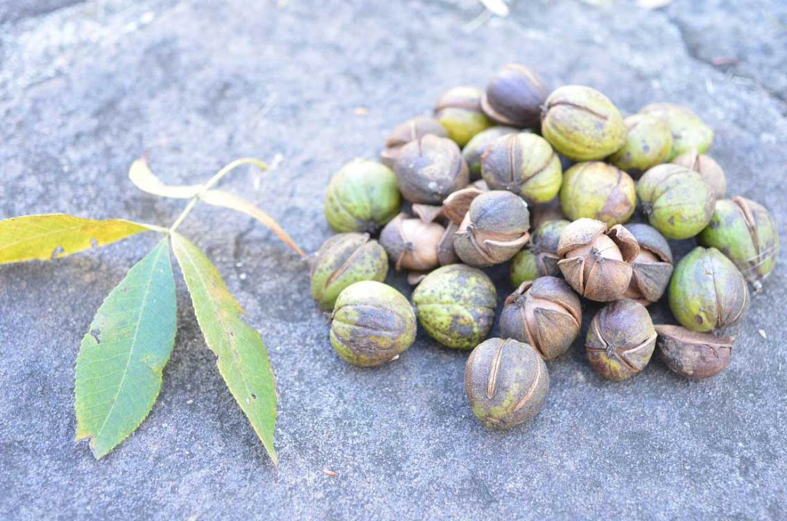 8 Common Wild Plants That Are Poisonous to Your Dog | Outdoor Life