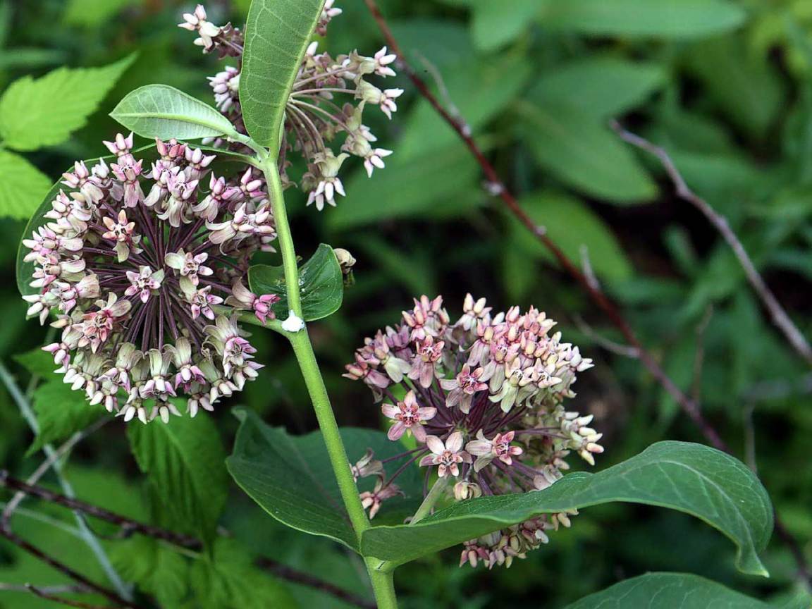 8 Common Wild Plants That Are Poisonous to Your Dog | Outdoor Life