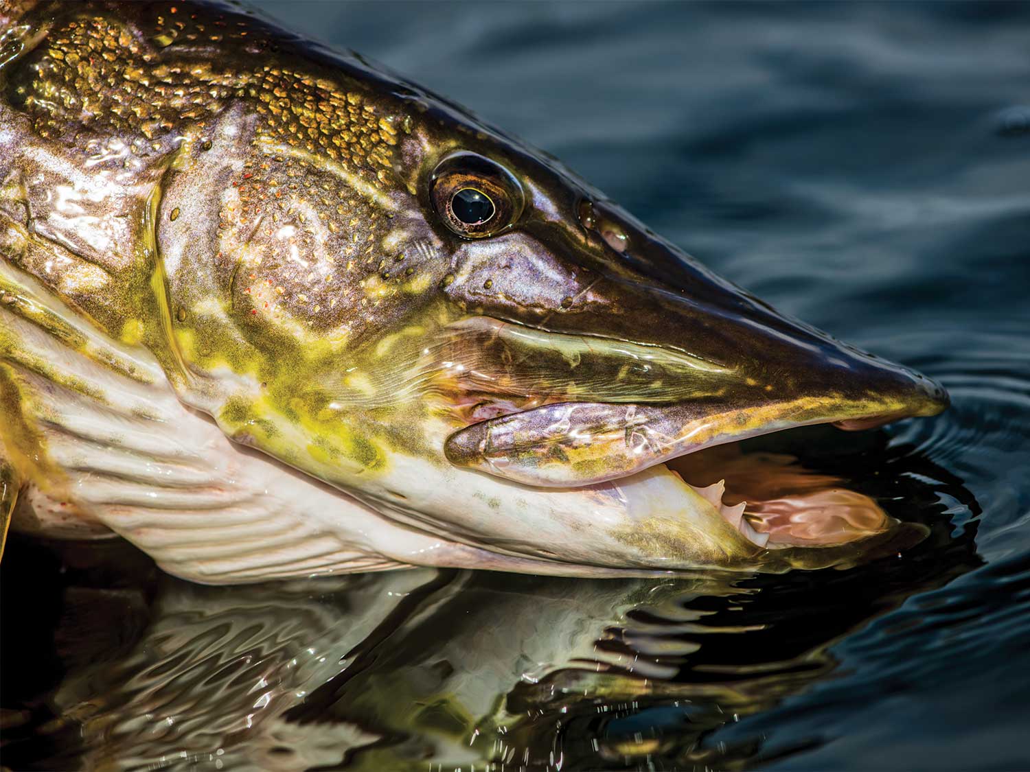 Northern Pike Bite