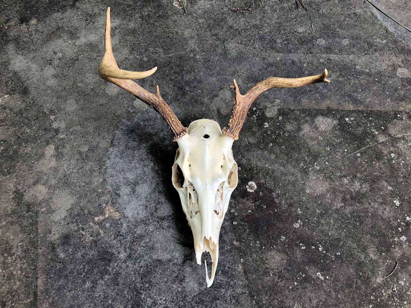 How Do Deer Grow Antlers So Quickly?