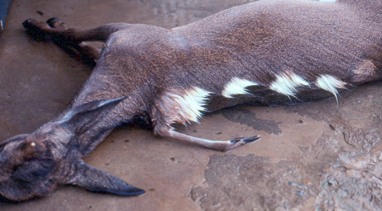 The 8 Weirdest Whitetails You've Ever Seen