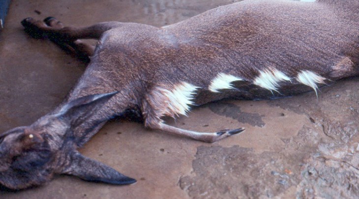 The 8 Weirdest Whitetails You've Ever Seen