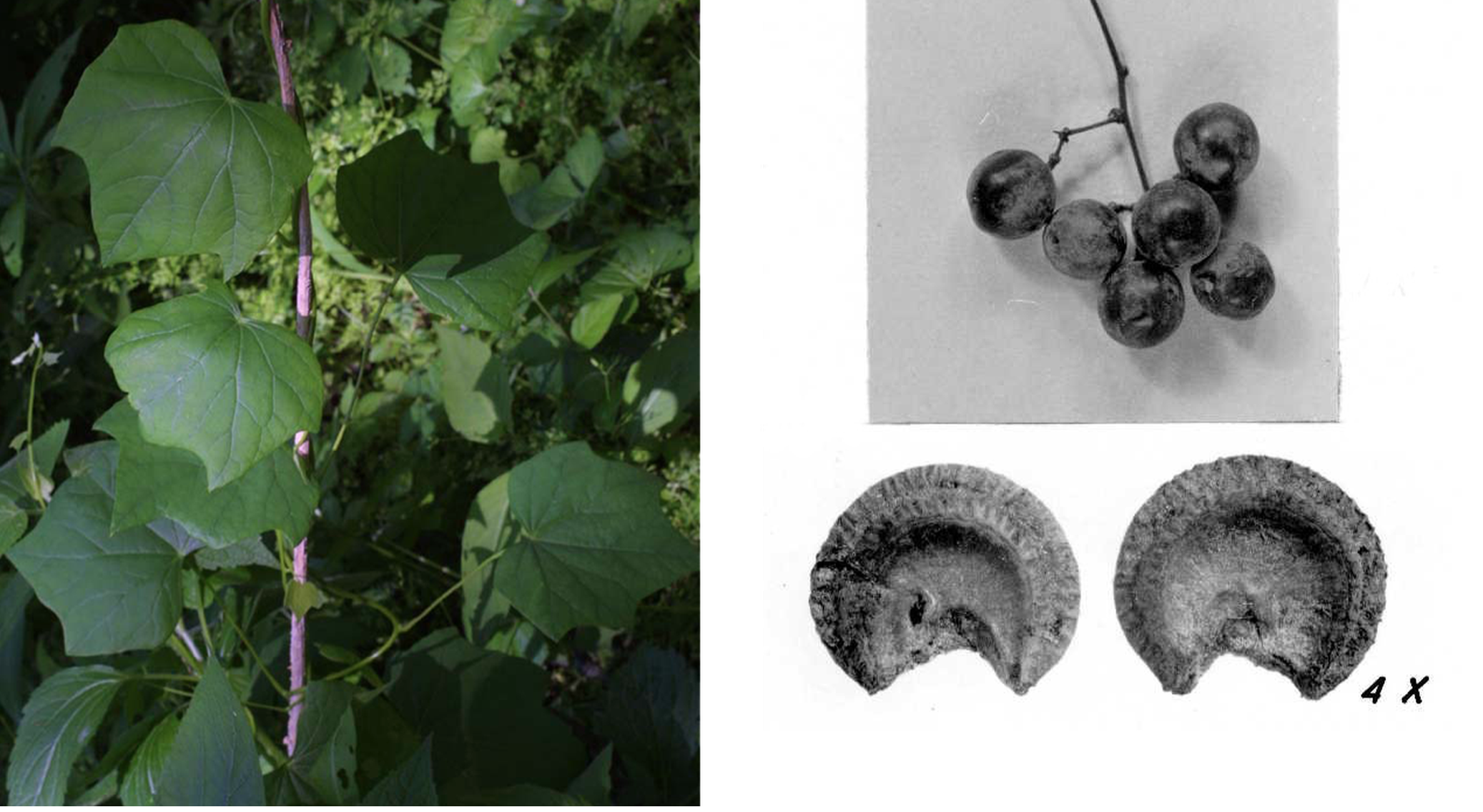 13 Toxic Wild Plants That Look Like Food