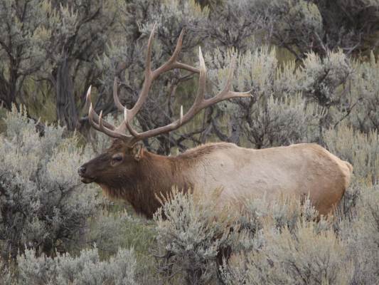 Best Arrows and Broadheads For Elk
