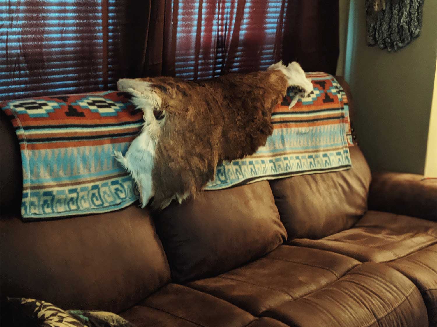 How to Tan a Deer Hide, the Easy Way