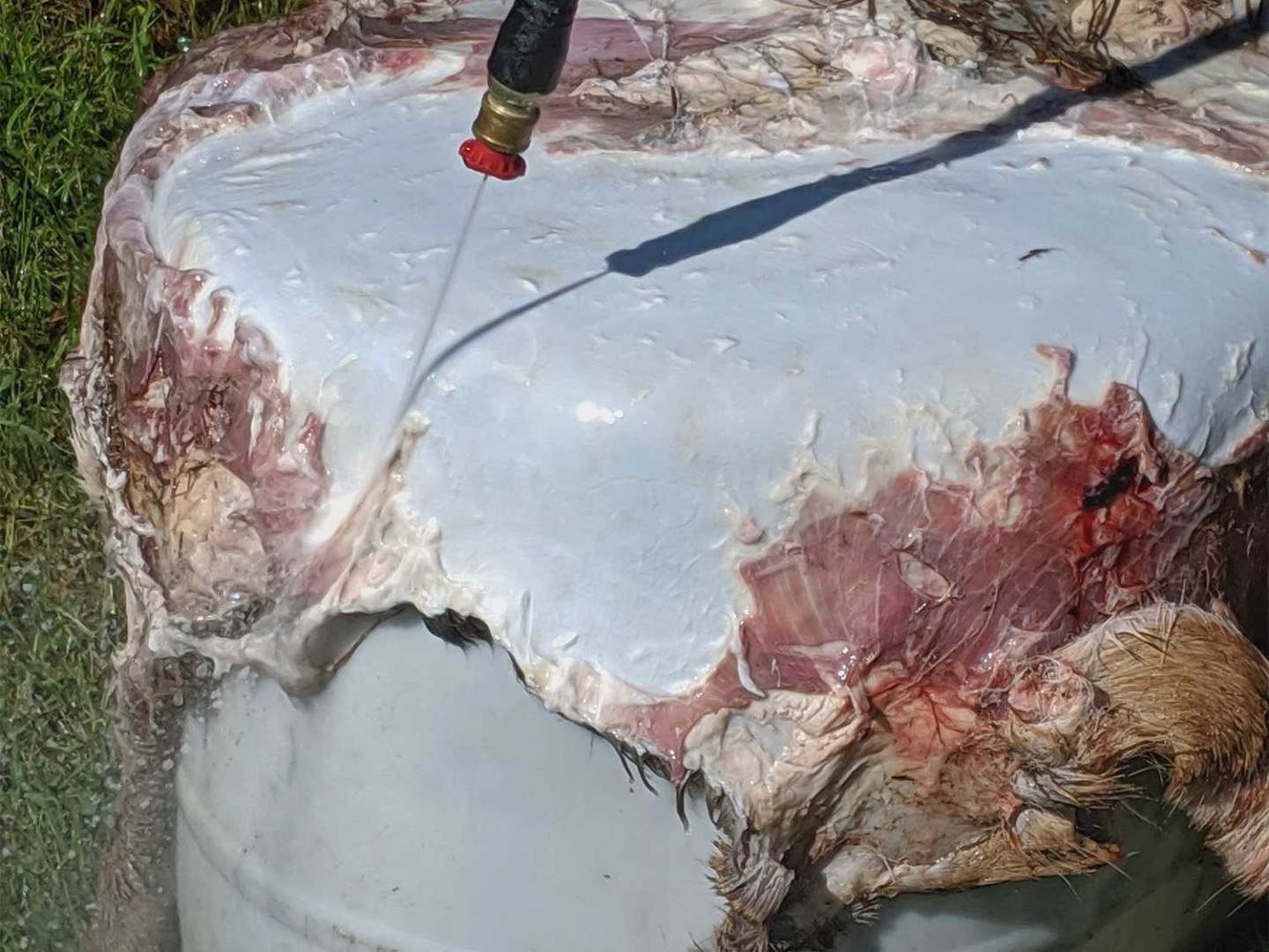 How to Tan a Deer Hide, the Easy Way
