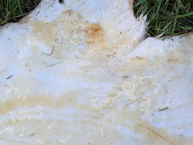 How to Tan a Deer Hide, the Easy Way