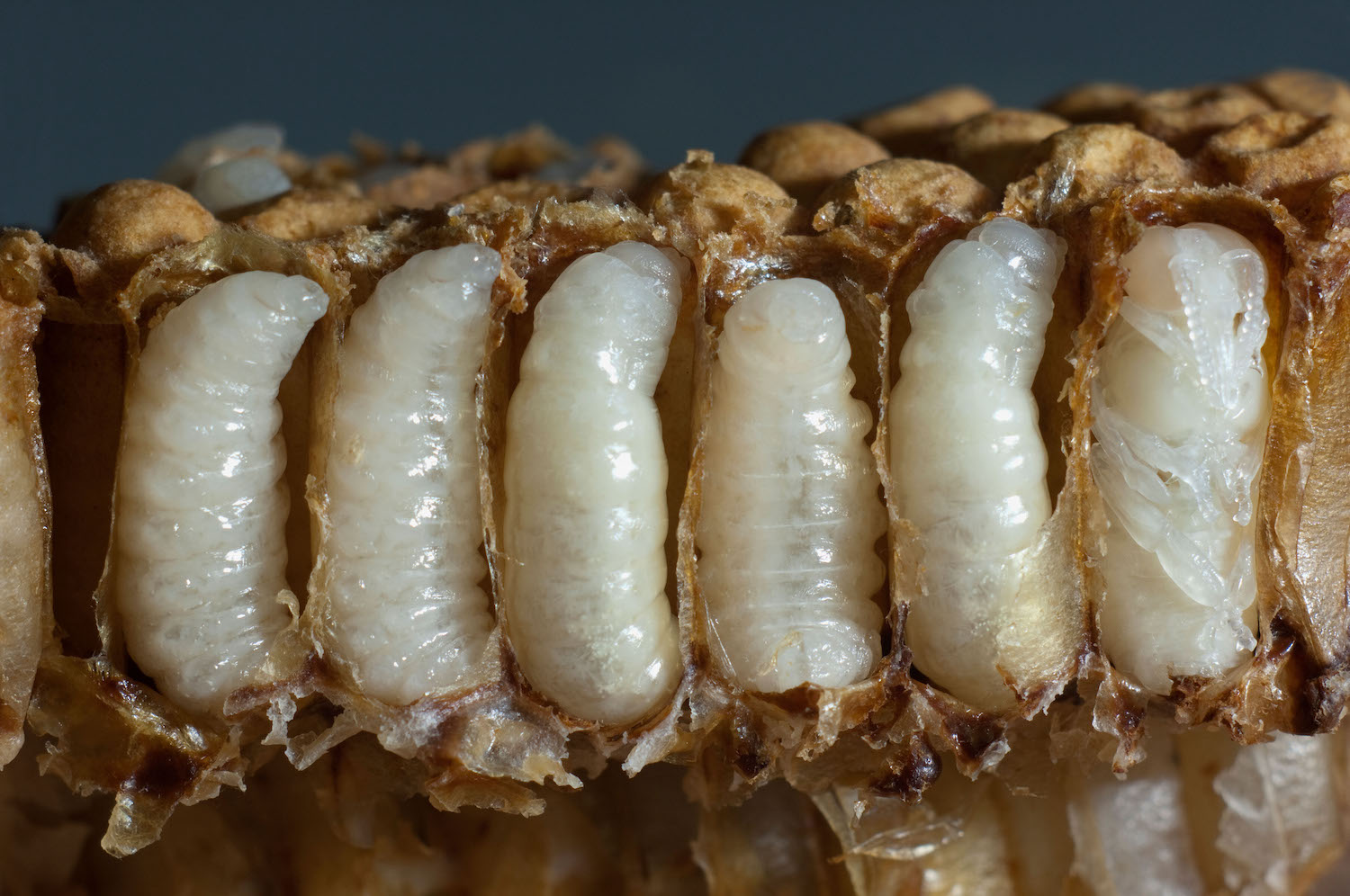 13 Gross Animals You Can Eat in a Survival Situation