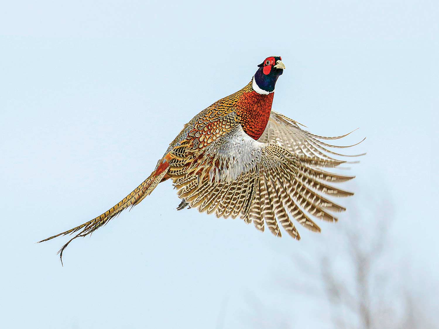 These Hunters Have Perfected the Upland Bird Road Trip | Outdoor Life