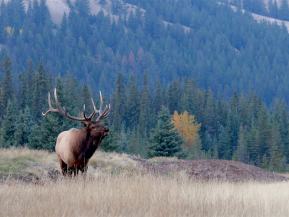Elk Cartridge Showdown: .308 Win vs. .300 Win. Mag. vs. 338. Win. Mag.