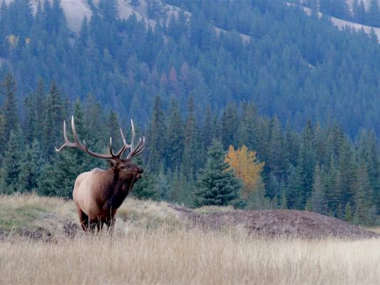 Elk Cartridge Showdown: .308 Win vs. .300 Win. Mag. vs. 338. Win. Mag.