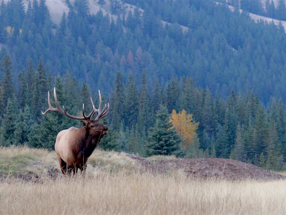 Elk Cartridge Showdown: .308 Win vs. .300 Win. Mag. vs. 338. Win. Mag.