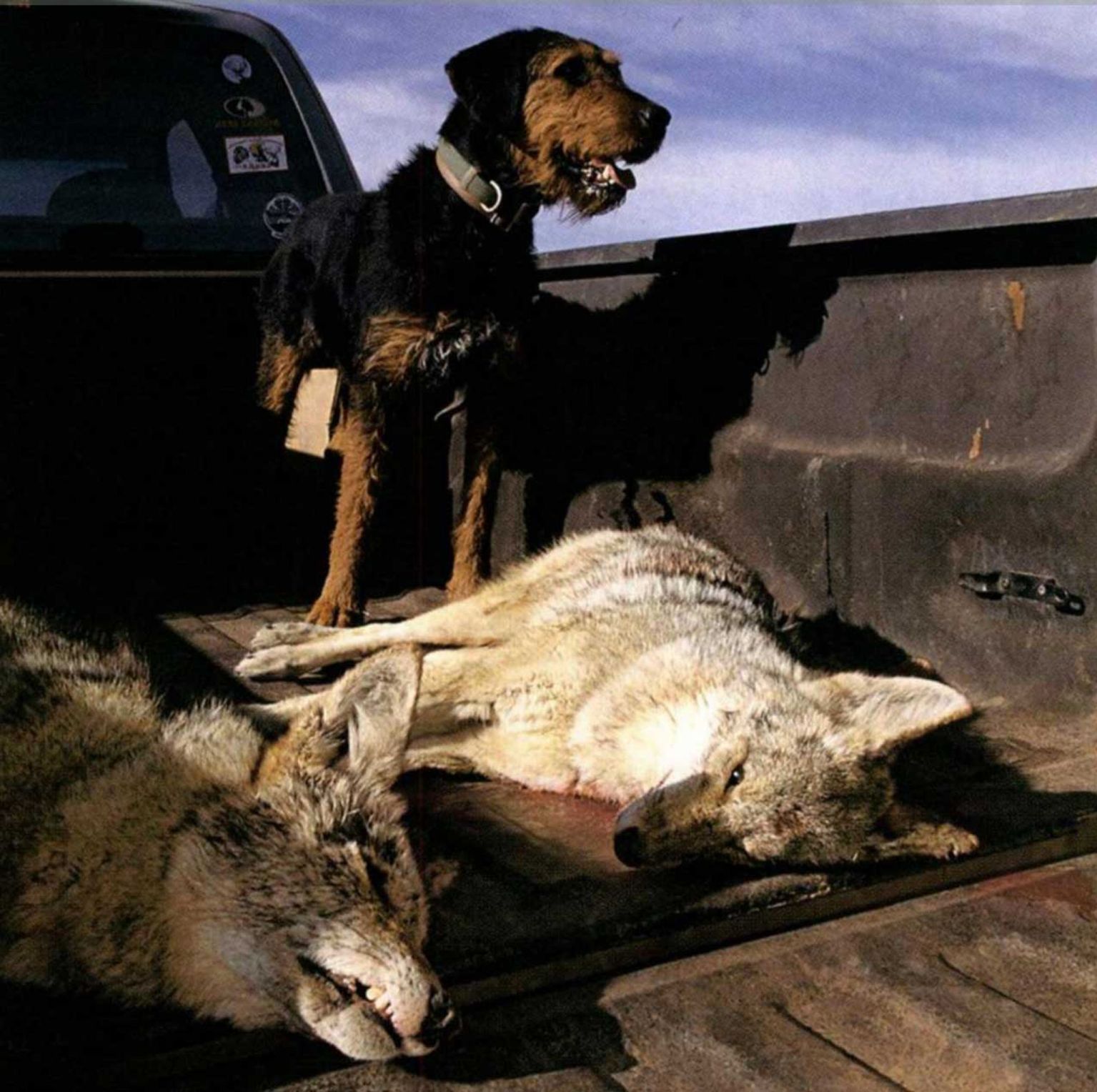 How to Call Coyotes