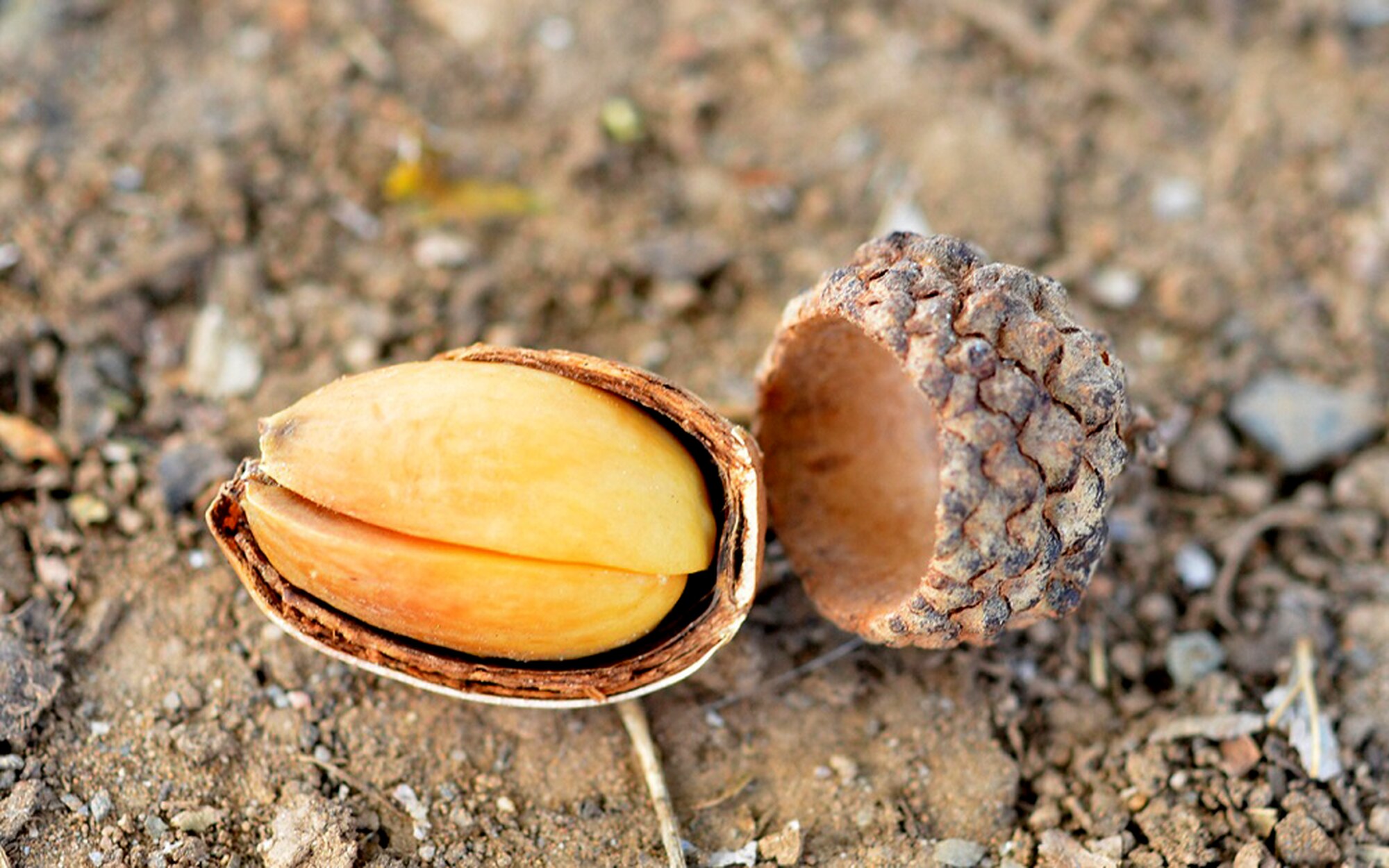 5 Ways To Eat Acorns for Survival