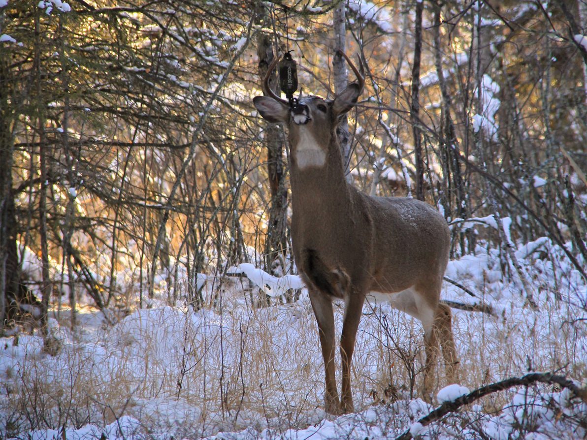 7 Deer Hunting Tactics You’ve Never Tried Before But Should