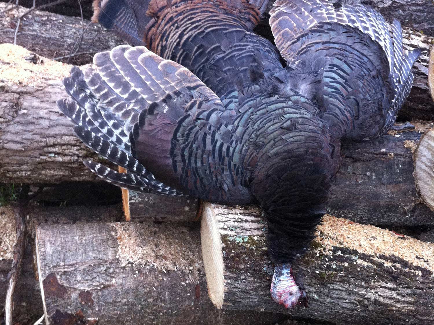 8-Step Strategy for Hunting Fall Turkeys Without Scattering Them