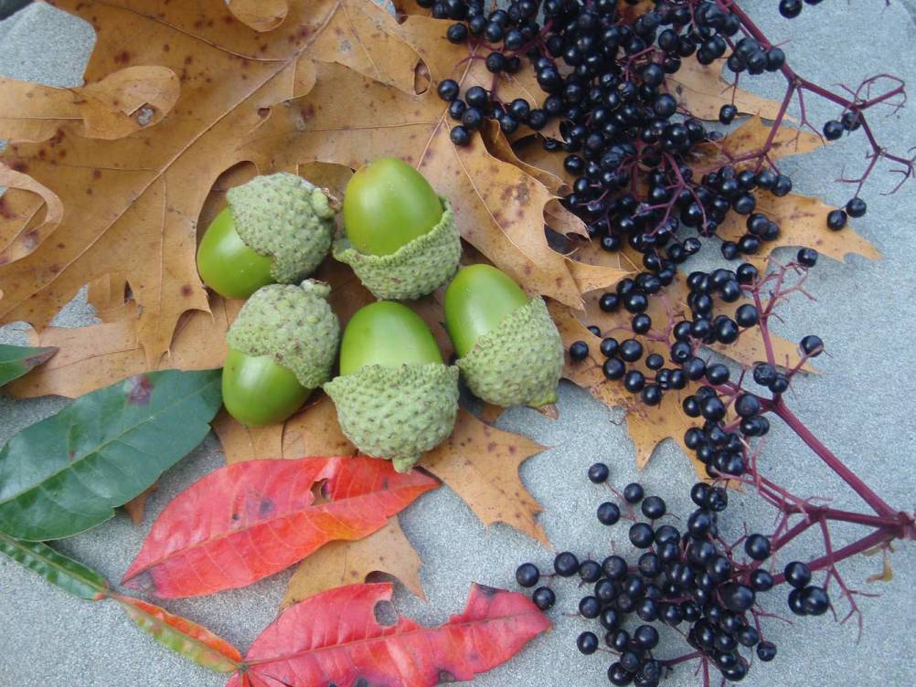 The Ultimate Guide to Foraging and Eating Acorns