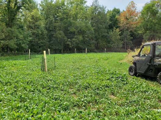 The 6 Best Tree Species for Planting a Deer Orchard