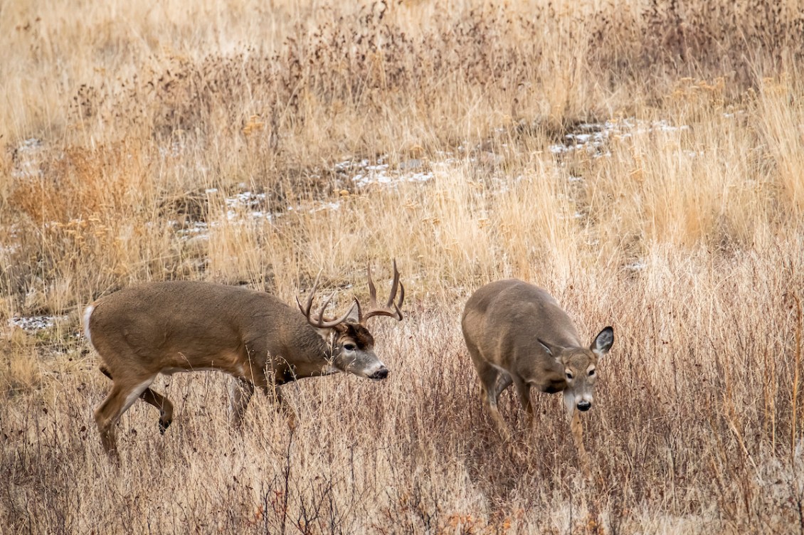 101 Best Deer Hunting Tips for the Rut