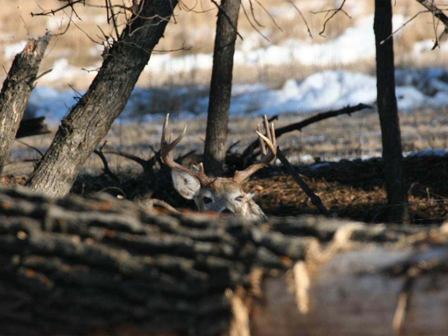 Why Post-Rut is the New Best Time To Hunt Whitetails