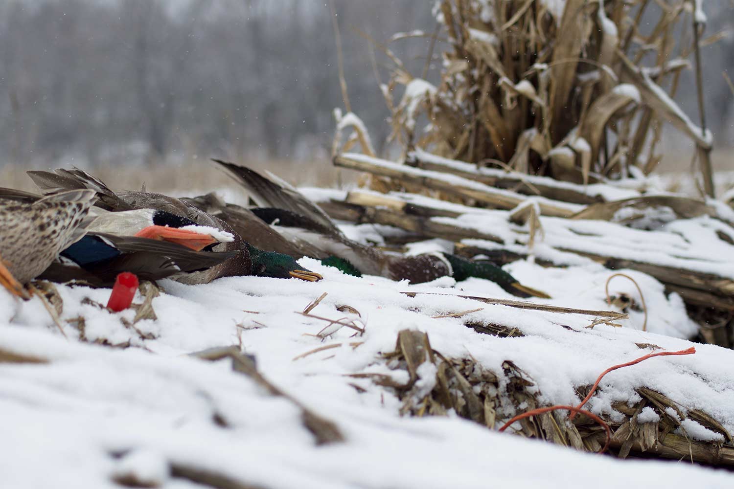 How to Hunt Late-Season Mallards in Fields vs. Water