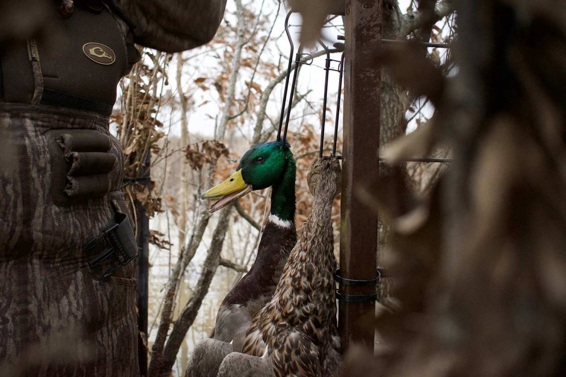 How to Hunt Late-Season Mallards in Fields vs. Water