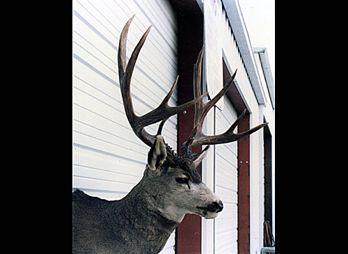The Top 40 Typical and Nontypical Mule Deer of All Time
