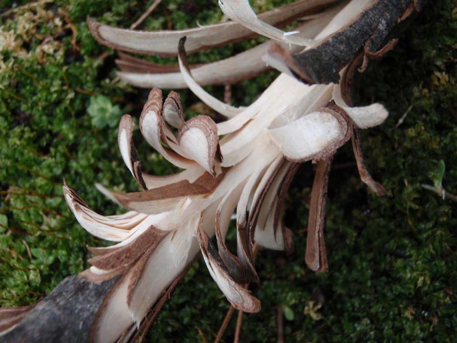 8 Wood Carving Skills for Survival