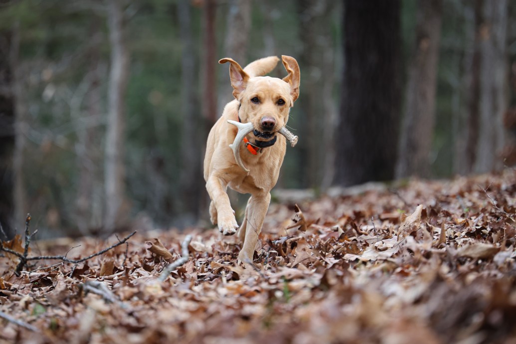 7 Myths About Shed Hunting Dogs | Outdoor Life