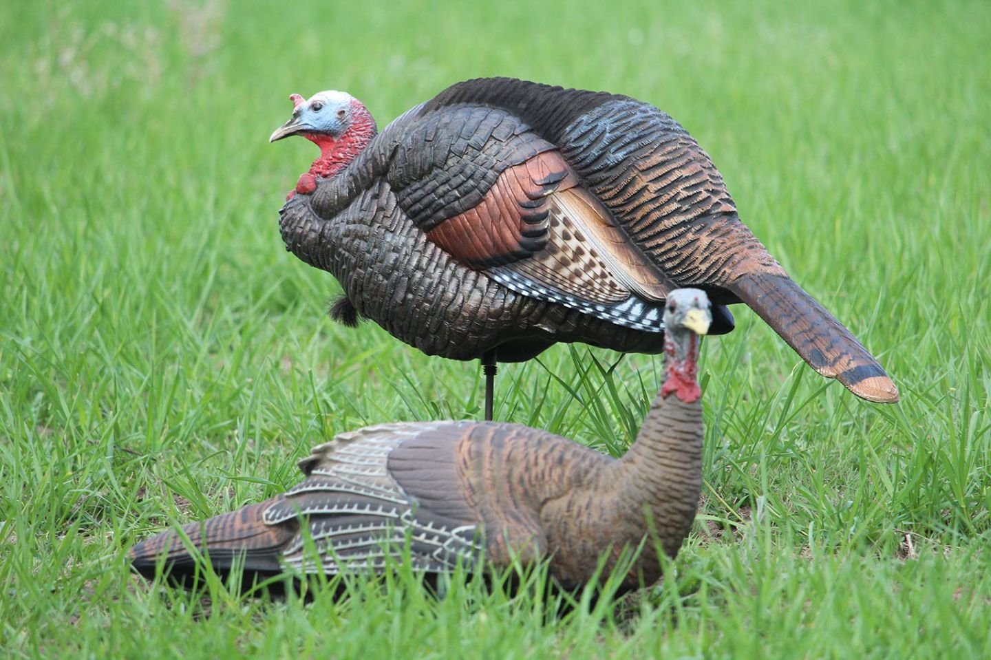 6 Tips For Hunting Turkeys in Bad Weather