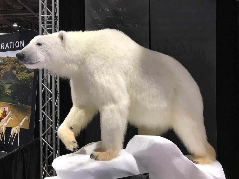 13 Amazing Animal Mounts