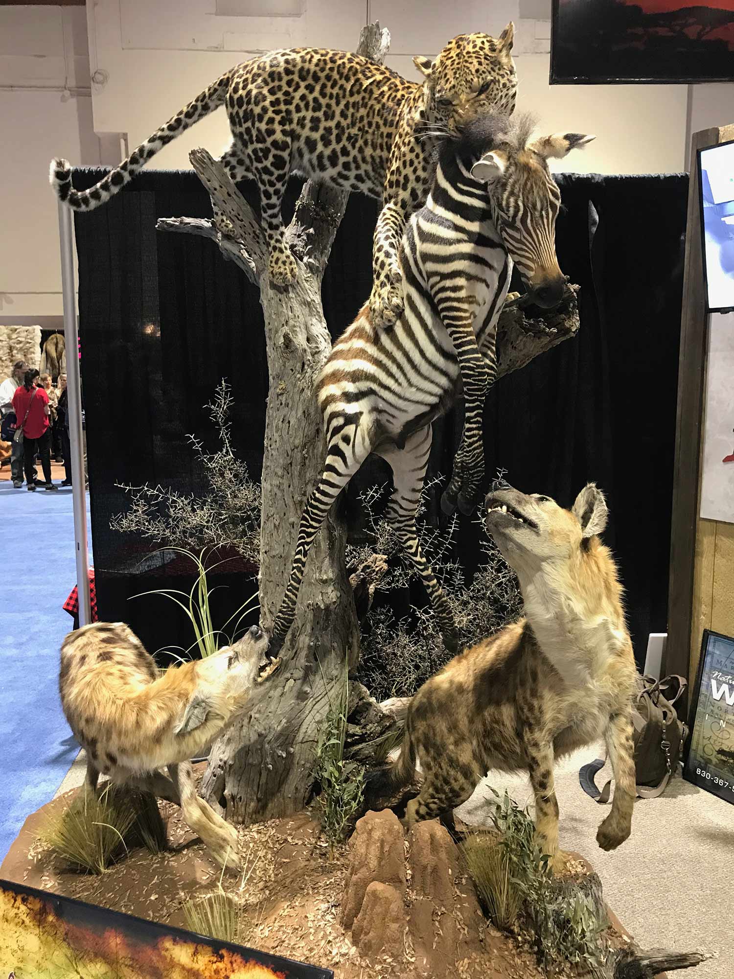 13 Amazing Animal Mounts