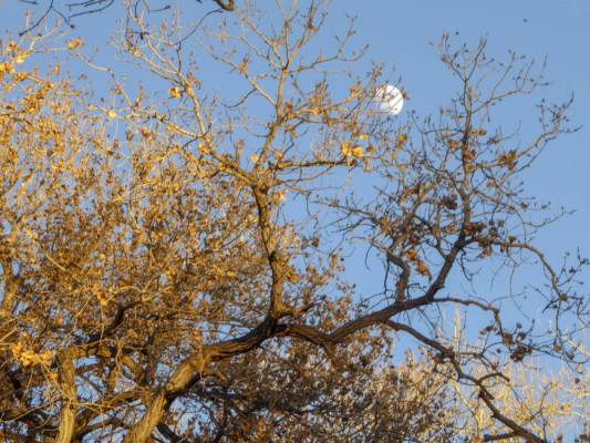 How to Hunt Morel Mushrooms Like Your Life Depends on It