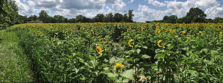 How to Plant a Sunflower Field for Better Dove Hunting This Summer
