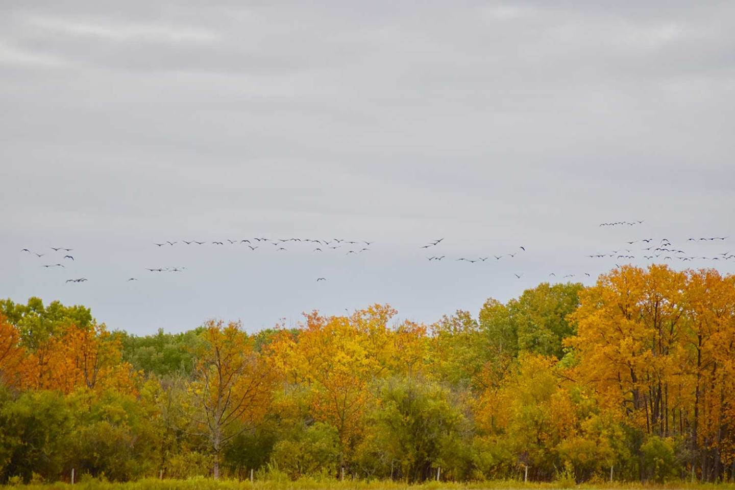 8 Tips for Perfecting the Art of Pass Shooting Waterfowl