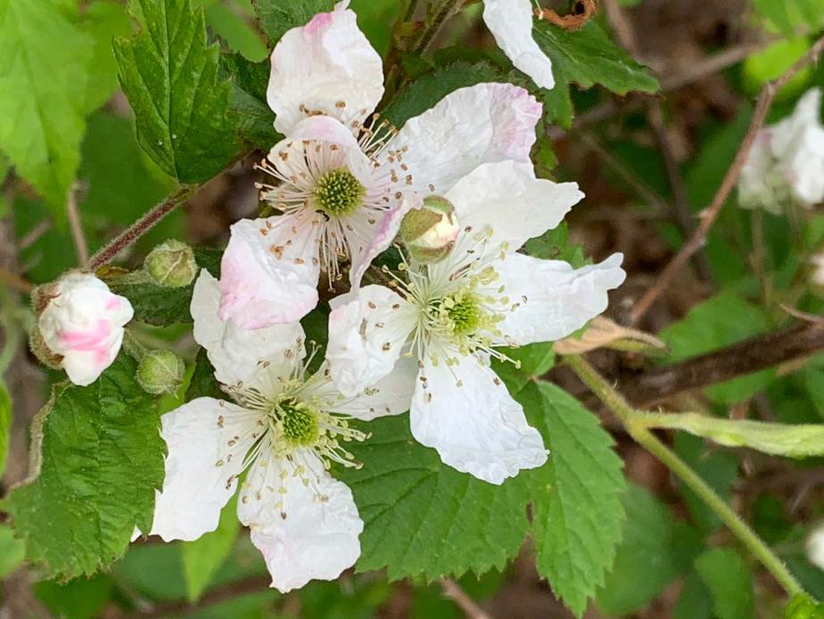 10 Primitive Survival Skills that Will Keep You Alive