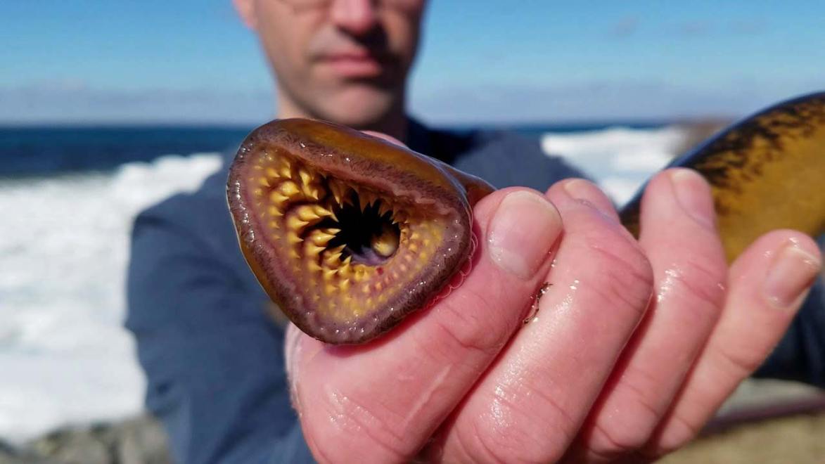 10 Common Parasites and Diseases Found in Game Fish (and What You Need ...