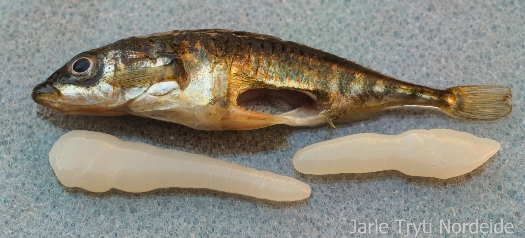 10 Common Parasites and Diseases Found in Game Fish (and What You Need ...
