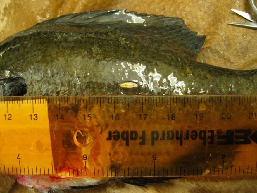 10 Common Parasites and Diseases Found in Game Fish (and What You Need ...