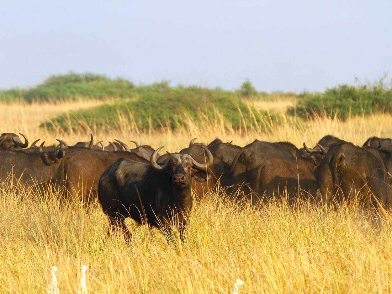 The Most Iconic Rifles and Cartridges from African Safaris