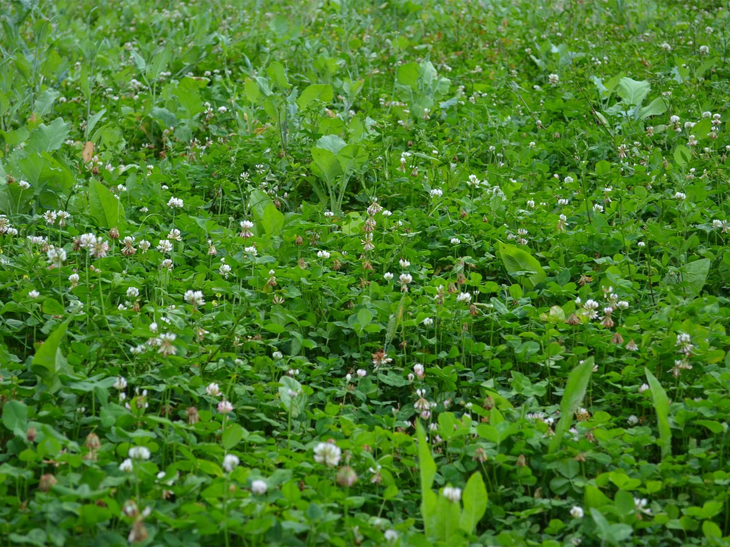 11 Strategies For Growing The Perfect Deer Food Plot