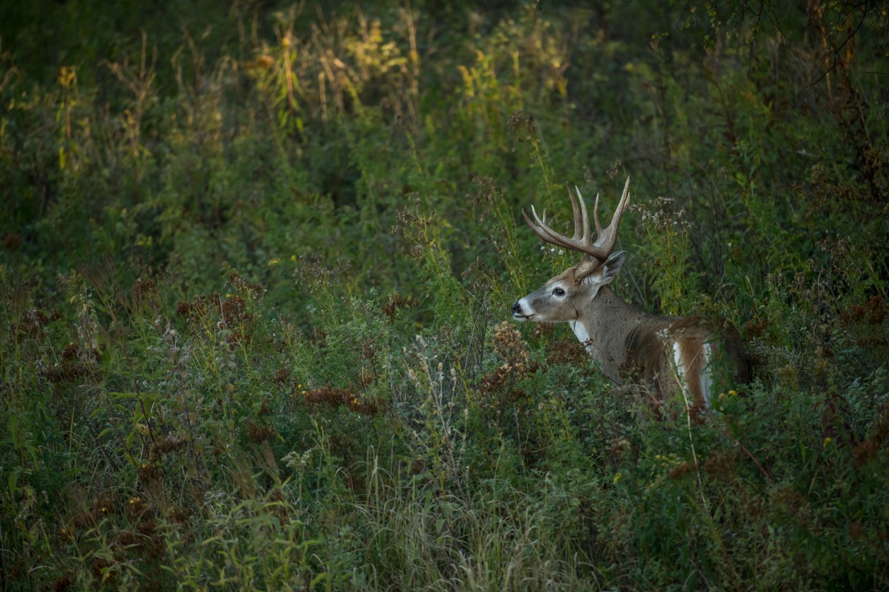 The Two Biggest Deer Organizations Are Joining Forces. What Does It ...
