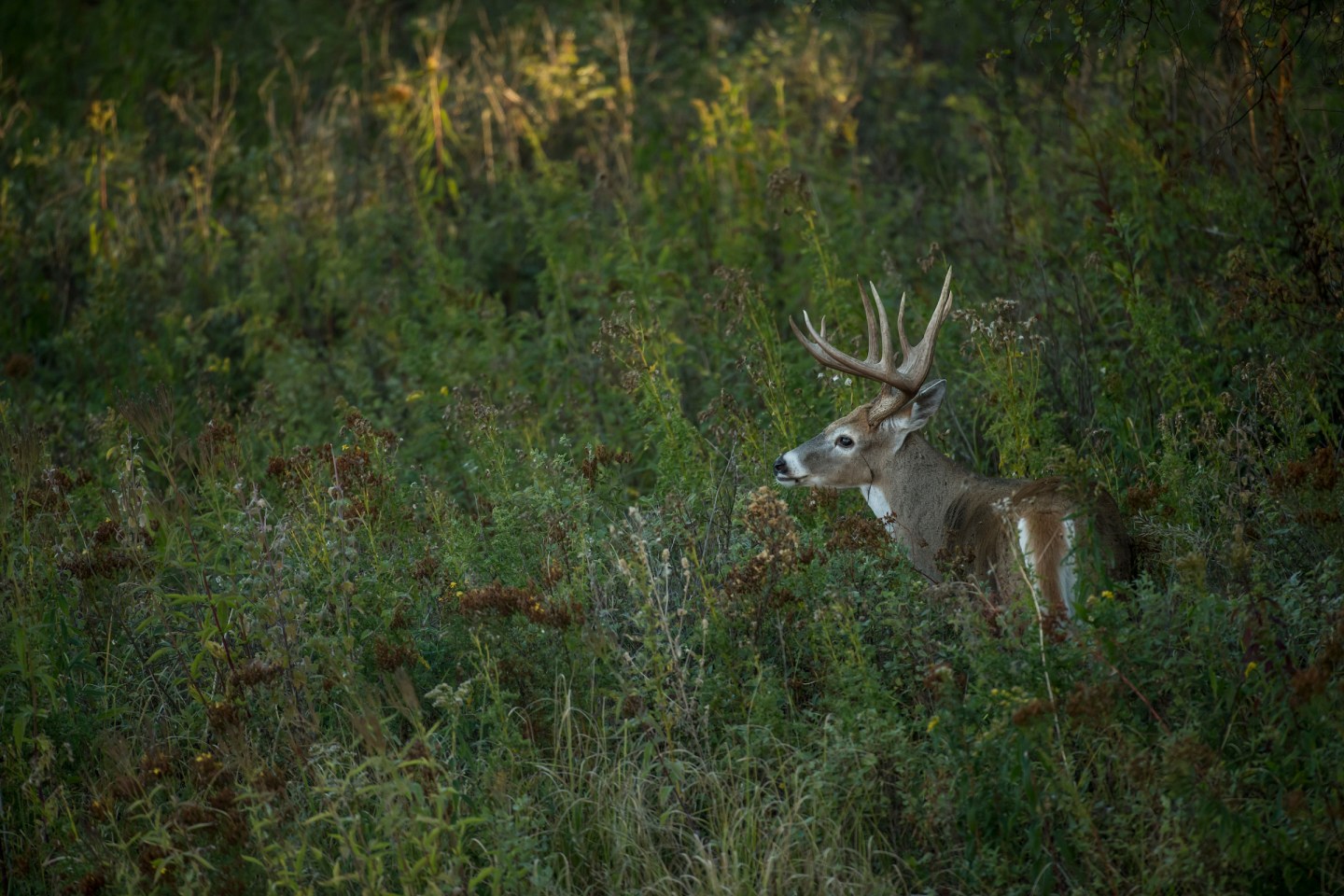 The Two Biggest Deer Organizations Are Joining Forces. What Does It ...