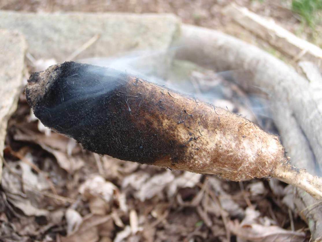 8 Natural Ways to Repel Insects Without Bug Spray