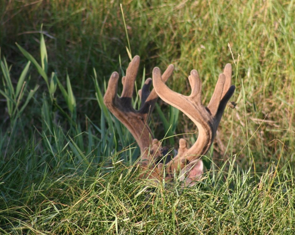 How to Scout for Deer in Summer