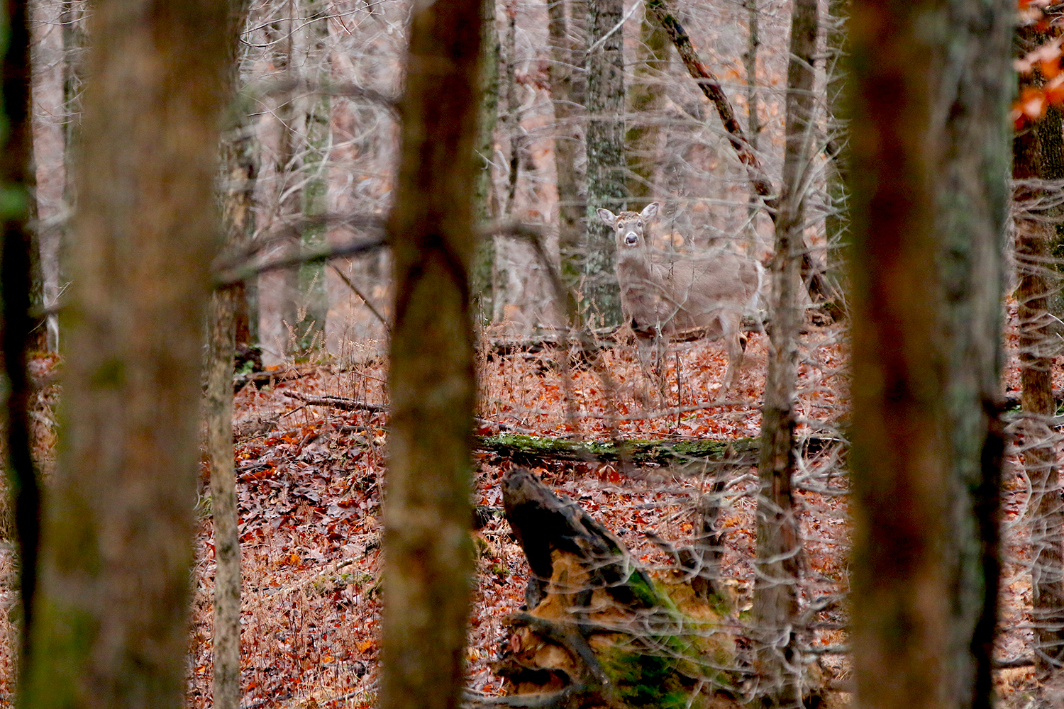 What’s the Best Distance to Zero A Hunting Rifle?