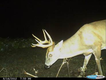 Busted: 10 Myths About Scaring Off Deer